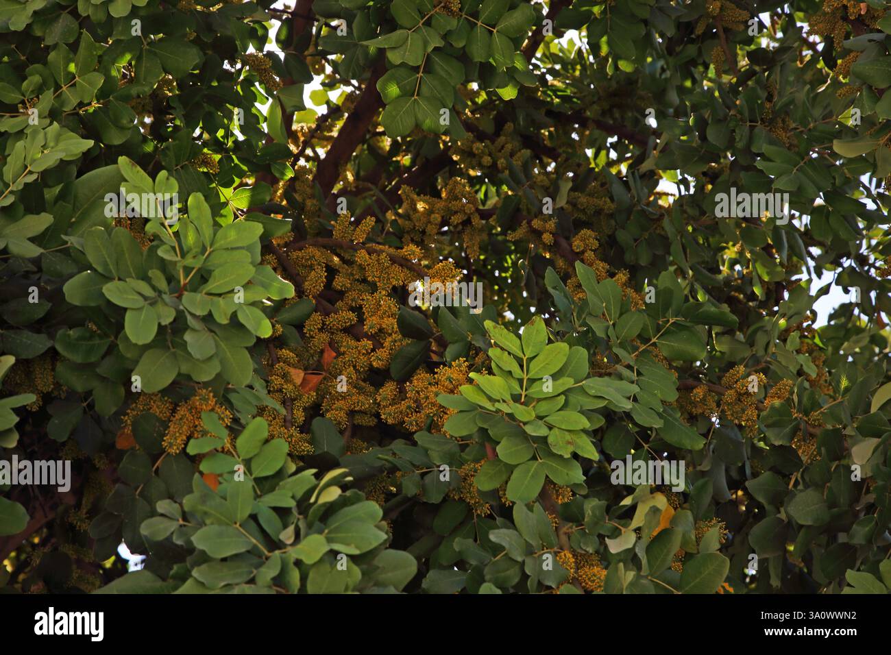 The carob tree hi-res stock photography and images - Alamy