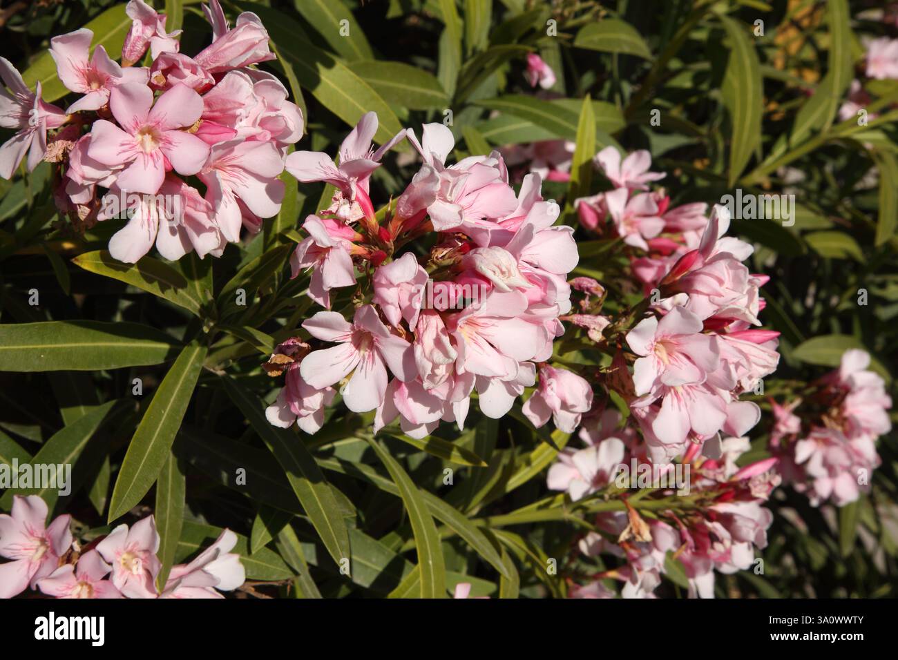 Close up of Pink Flowers of Nerium Oleander Athens Greece Stock Photo ...