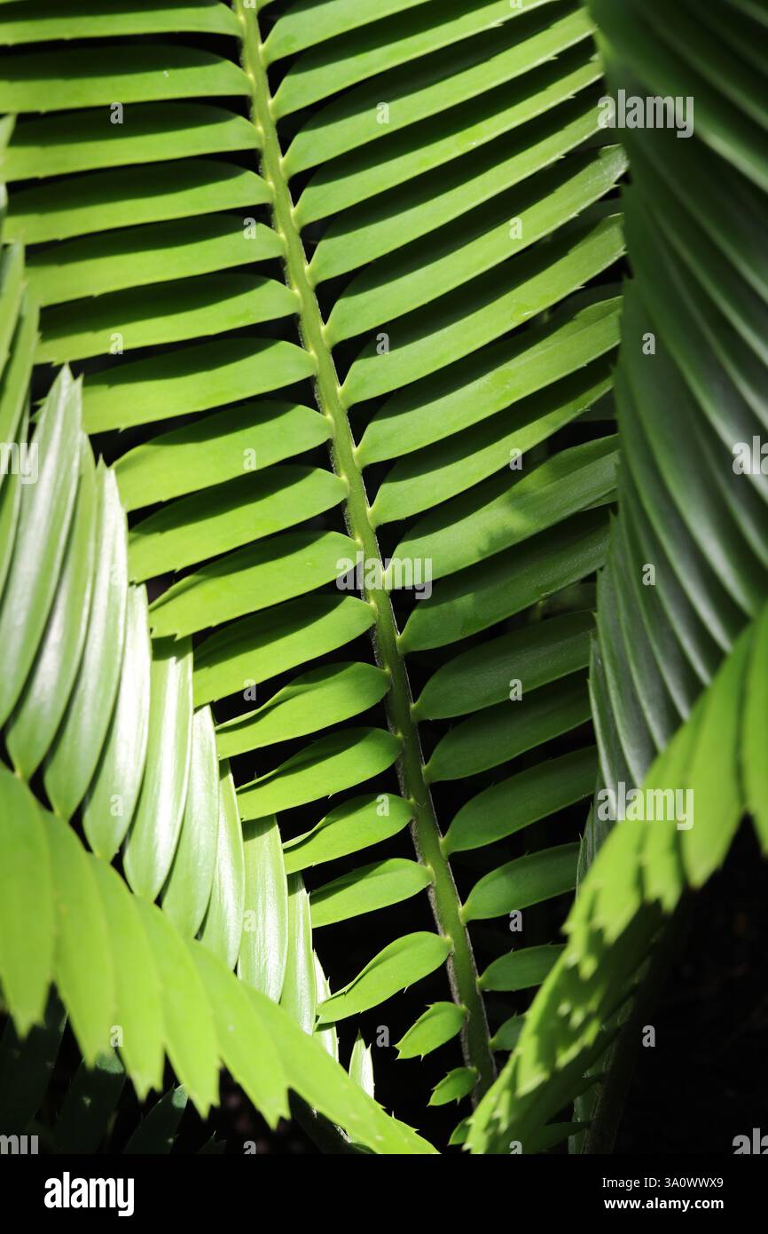 Sclavo's Cycad, Encephalartos sclavoi, Zamiaceae. Tanzania, Africa ...
