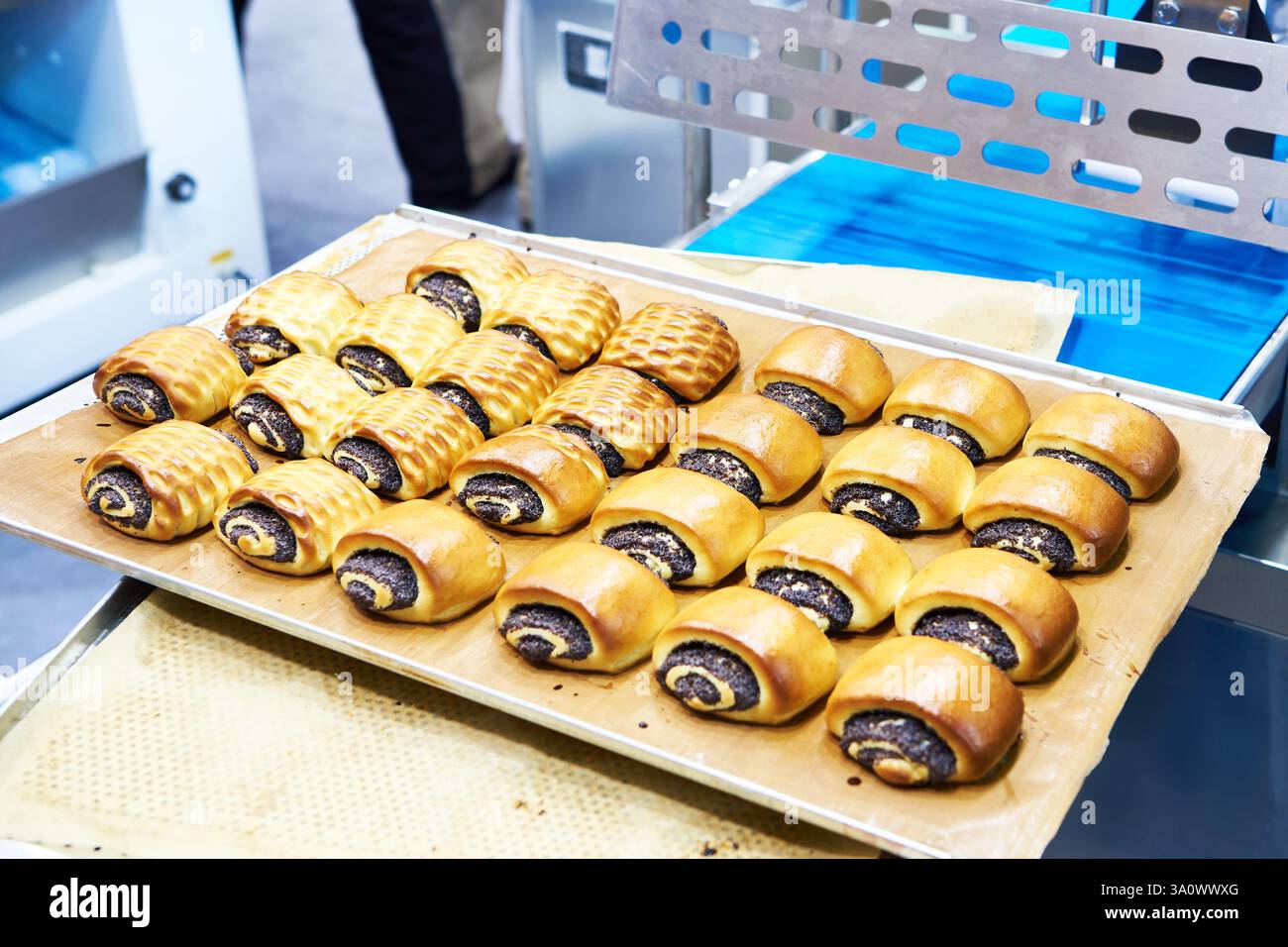 Buns with poppy seed filling on the confectionery machine conveyor ...