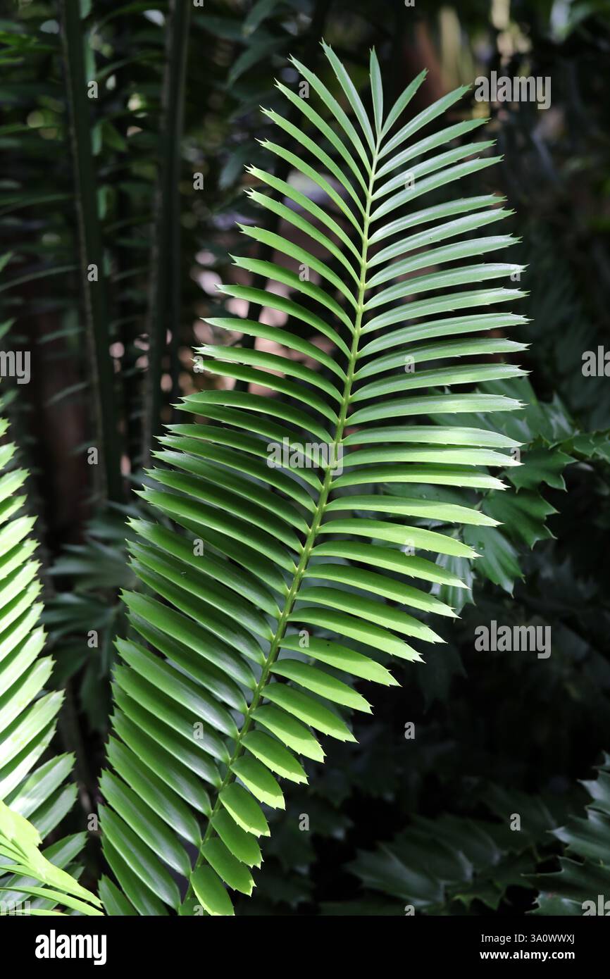 Sclavo's Cycad, Encephalartos sclavoi, Zamiaceae. Tanzania, Africa ...