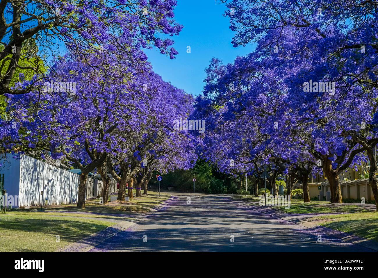 A picturesque street lined with vibrant purple jacaranda trees in full ...
