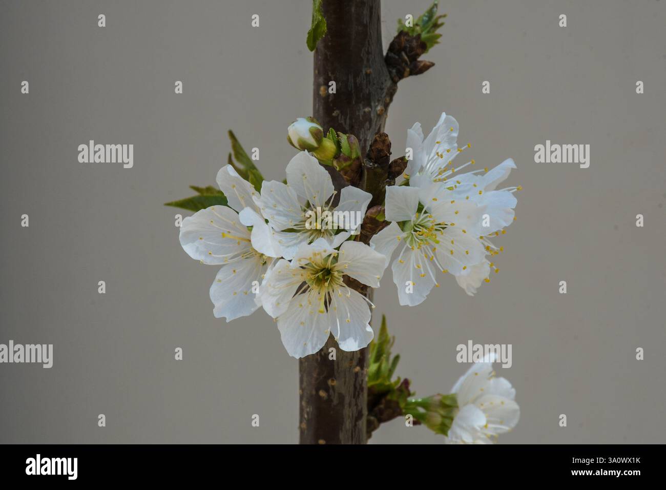 Cherry blossom flowers in sping in a lapins cherry tree Stock Photo - Alamy