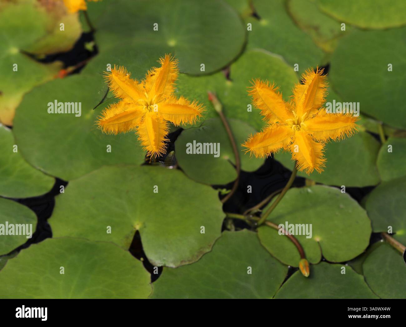 Wavy marshwort hi-res stock photography and images - Alamy