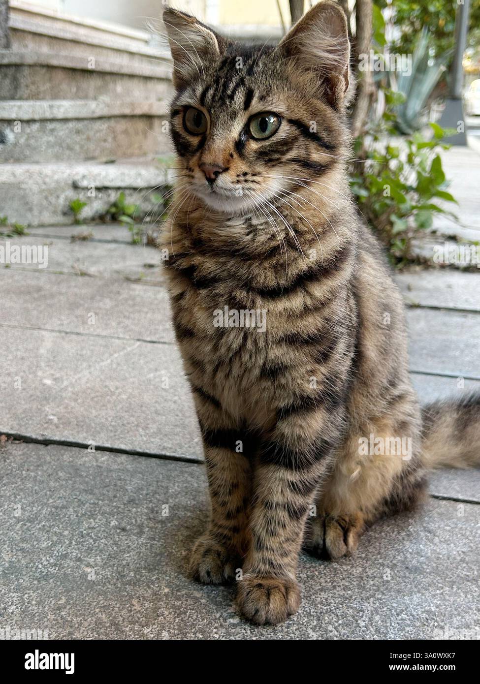 A tabby cat with dark stripes, green eyes, and perked-up ears sits on a ...