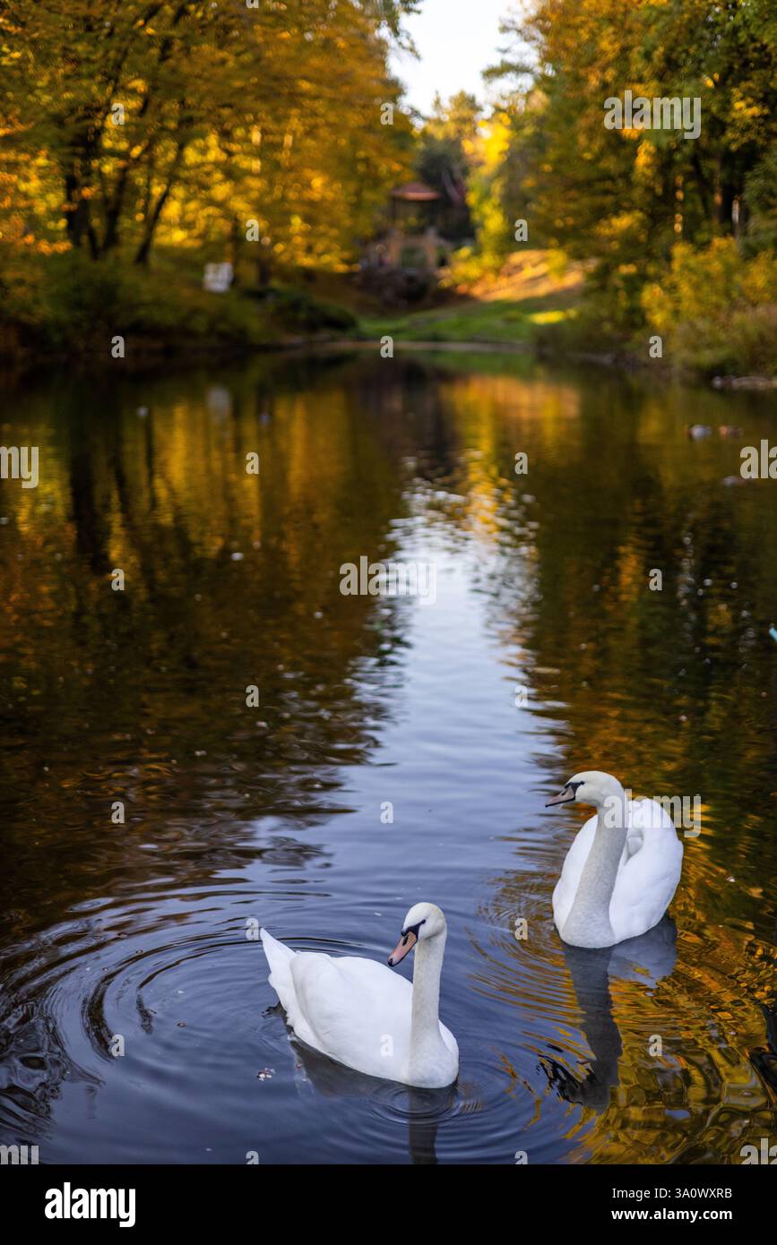 Two white swans gracefully swim in a calm lake, reflecting golden ...