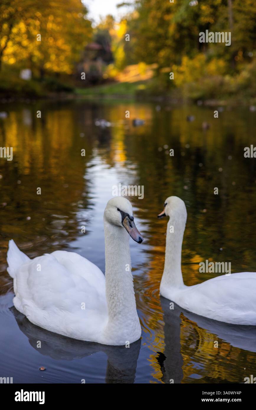 Two white swans gracefully swim in a calm lake, reflecting golden ...