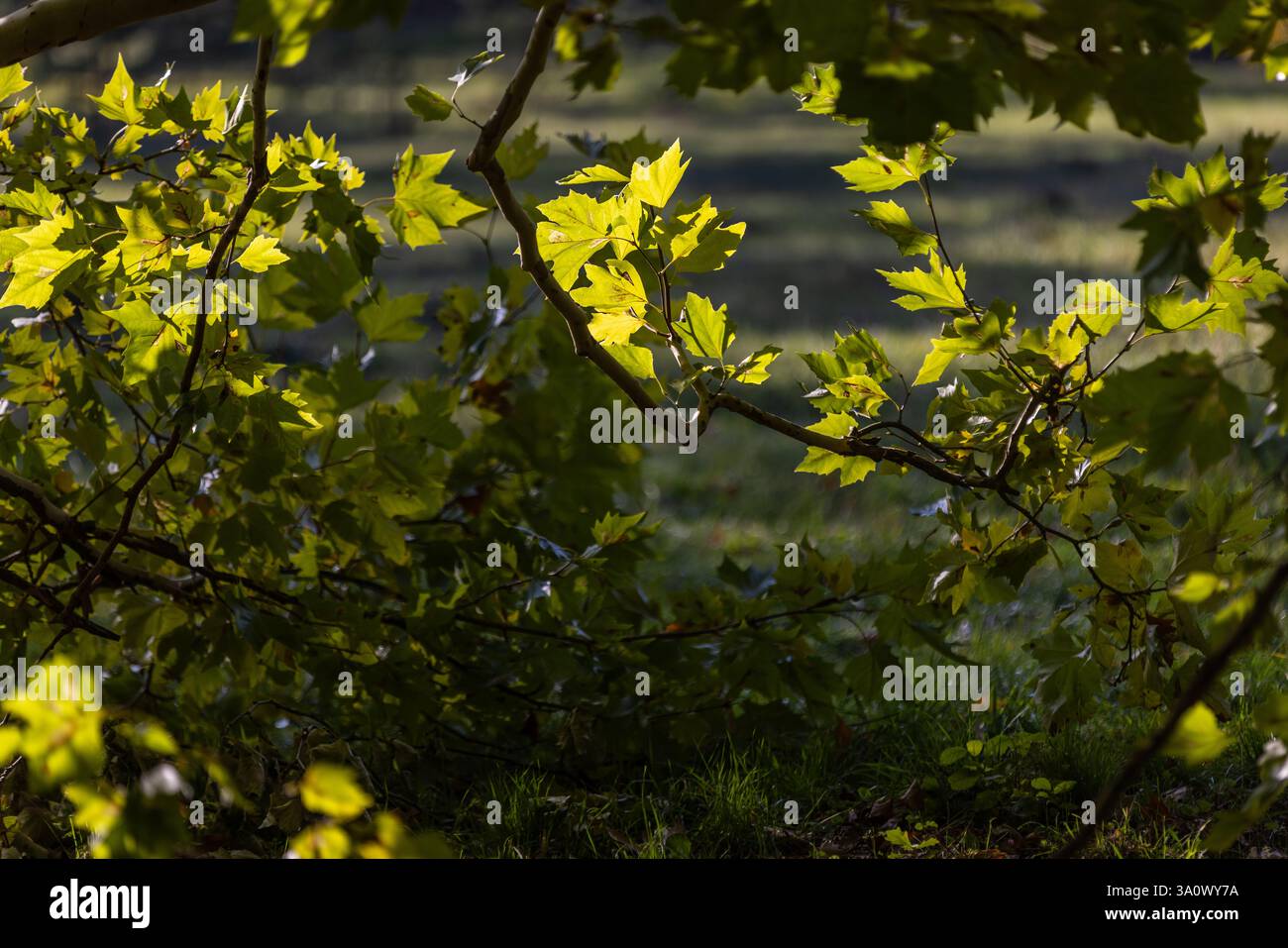 Sunlight filters through vibrant green leaves, casting shadows and ...