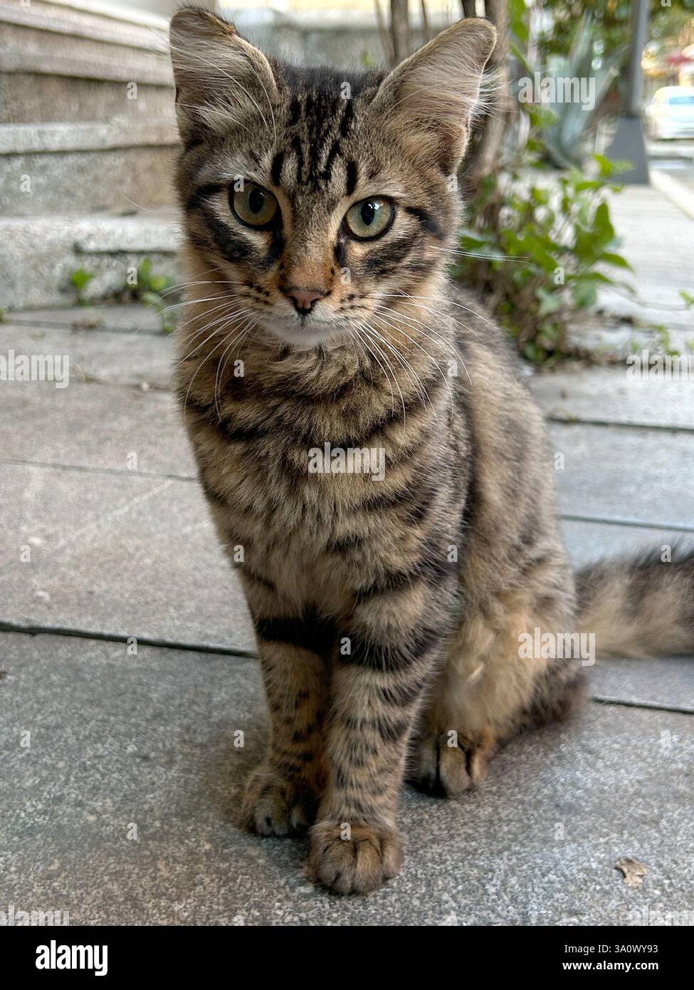 A tabby cat with dark stripes, green eyes, and perked-up ears sits on a ...