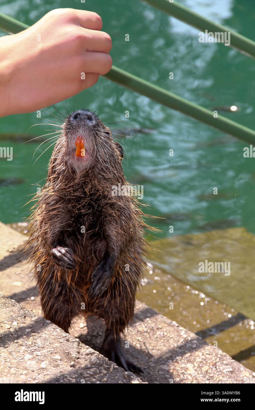 Close up nutria zoo view hi-res stock photography and images - Alamy