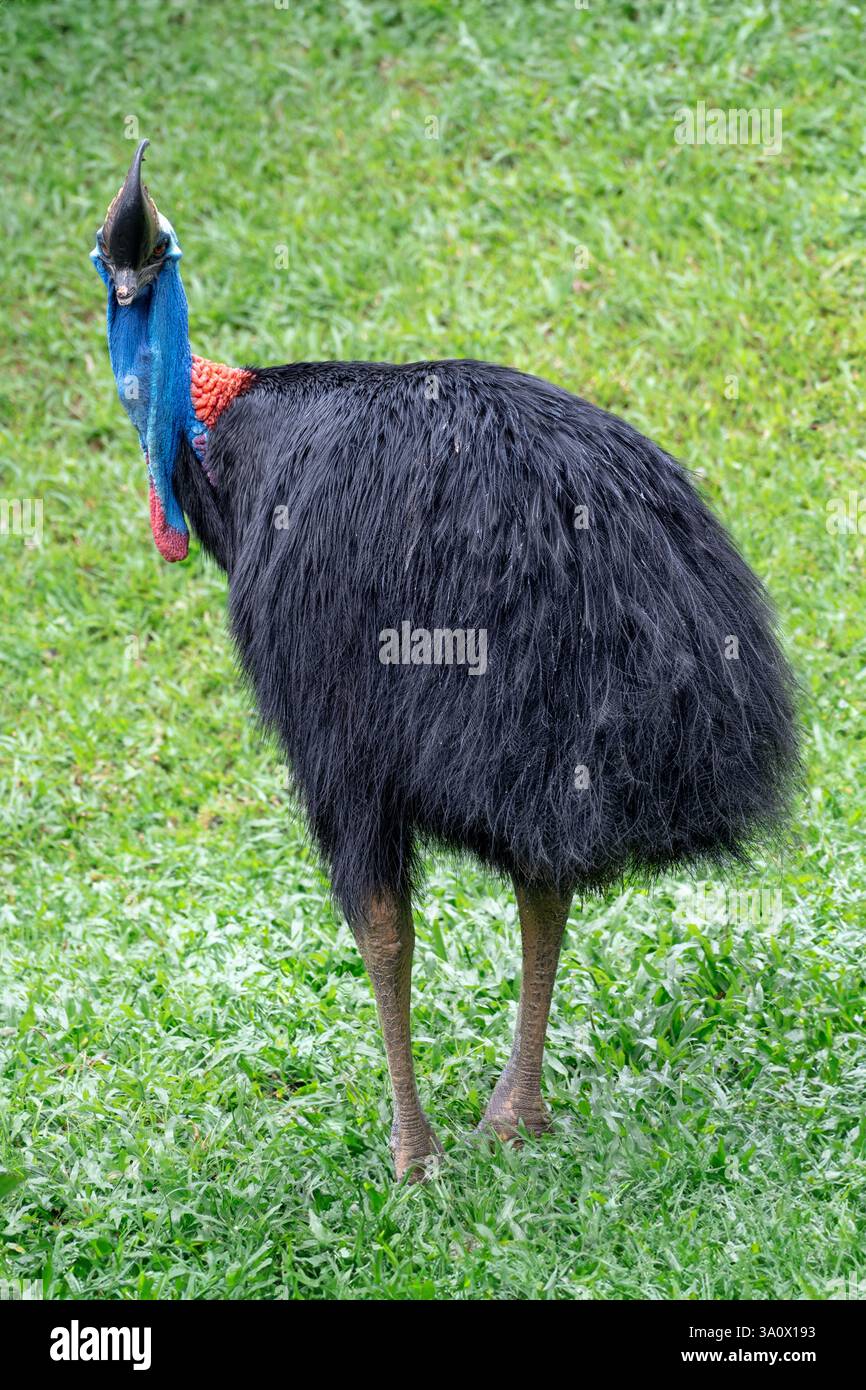 Southern cassowary (Casuarius casuarius) with vibrant plumage and ...