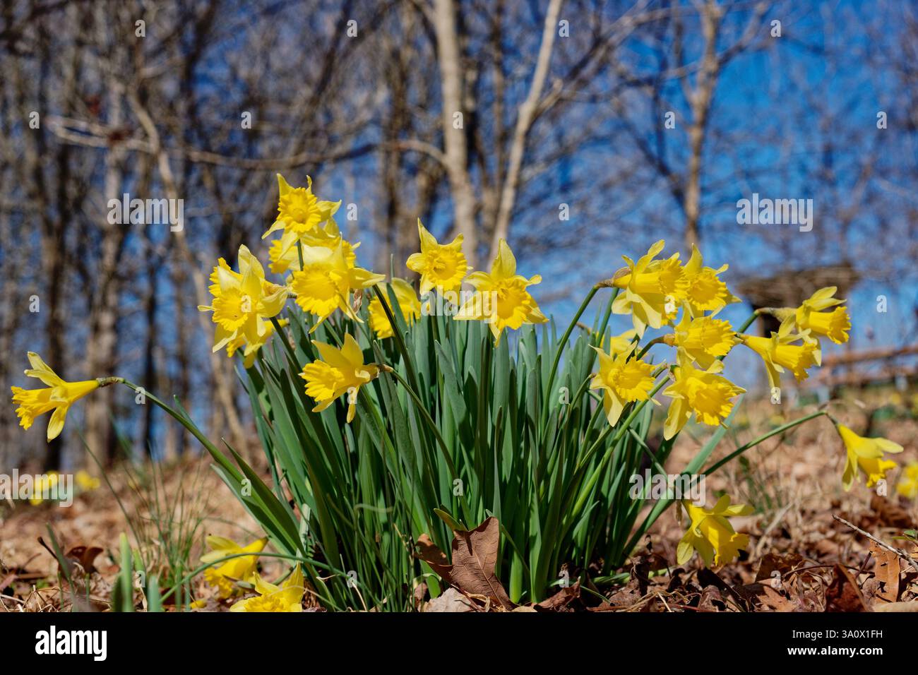 Grouping of blooming yellow daffodils viewed from the ground upwards ...