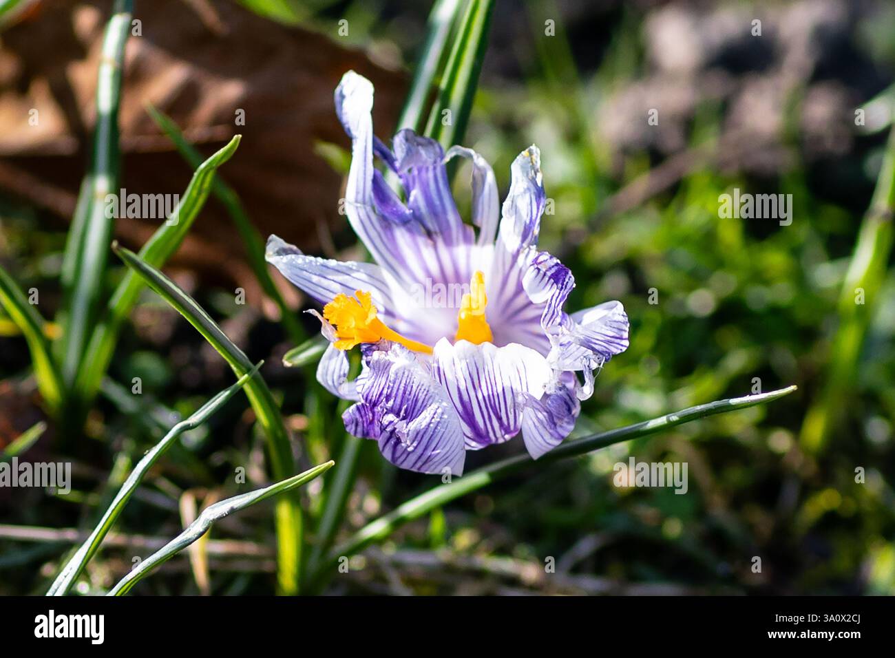 Fragmented nature hi-res stock photography and images - Alamy