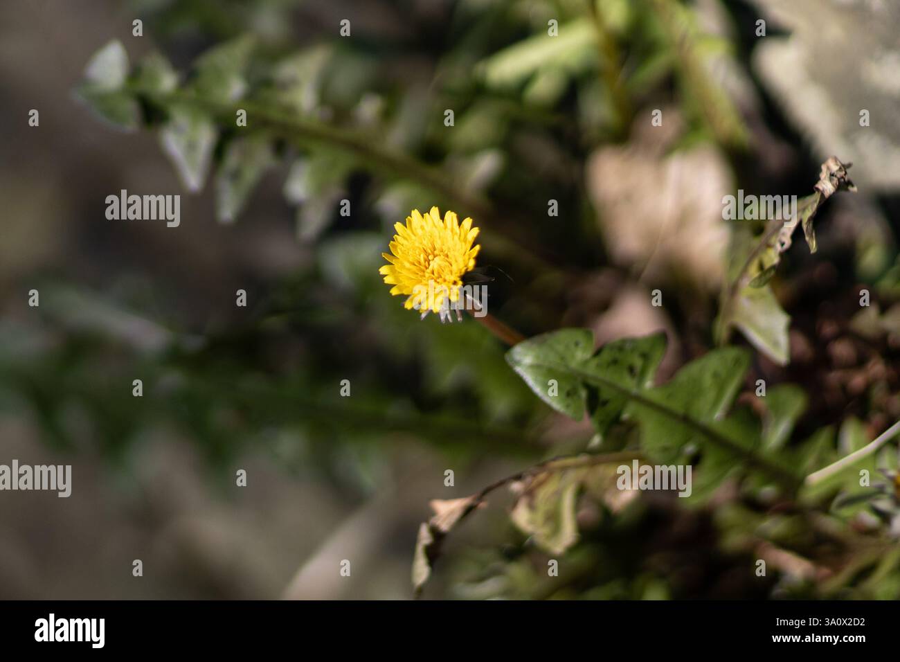Earthy flower hi-res stock photography and images - Alamy