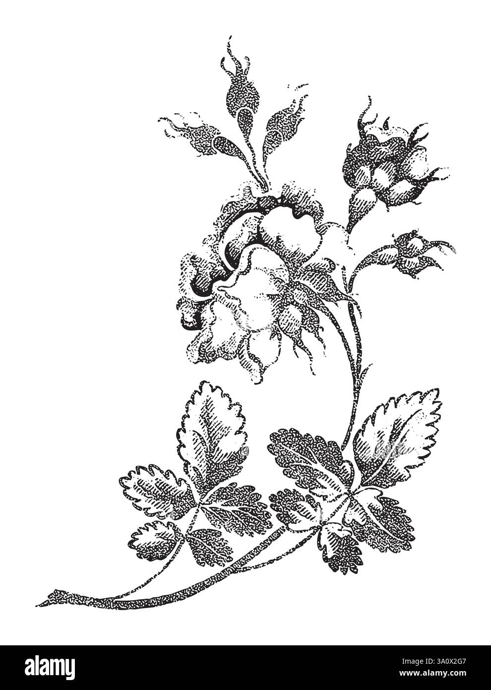 Vintage engraving style vector illustration of bouquet of roses with ...