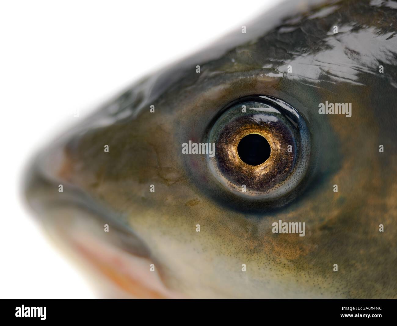 White grass carp hi-res stock photography and images - Alamy