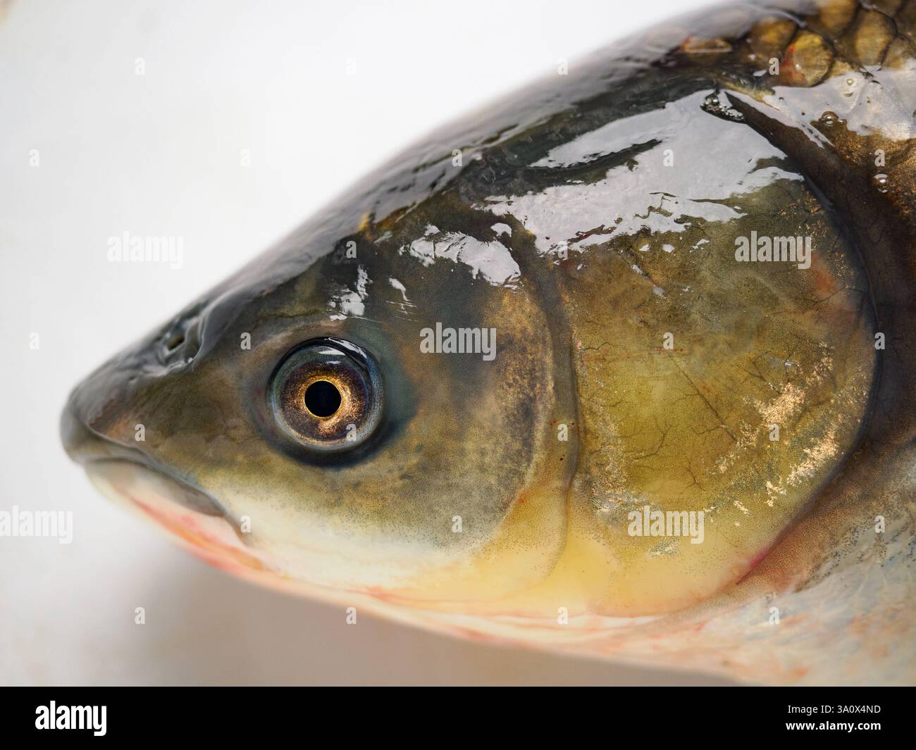 head white grass carp on a white background Stock Photo - Alamy