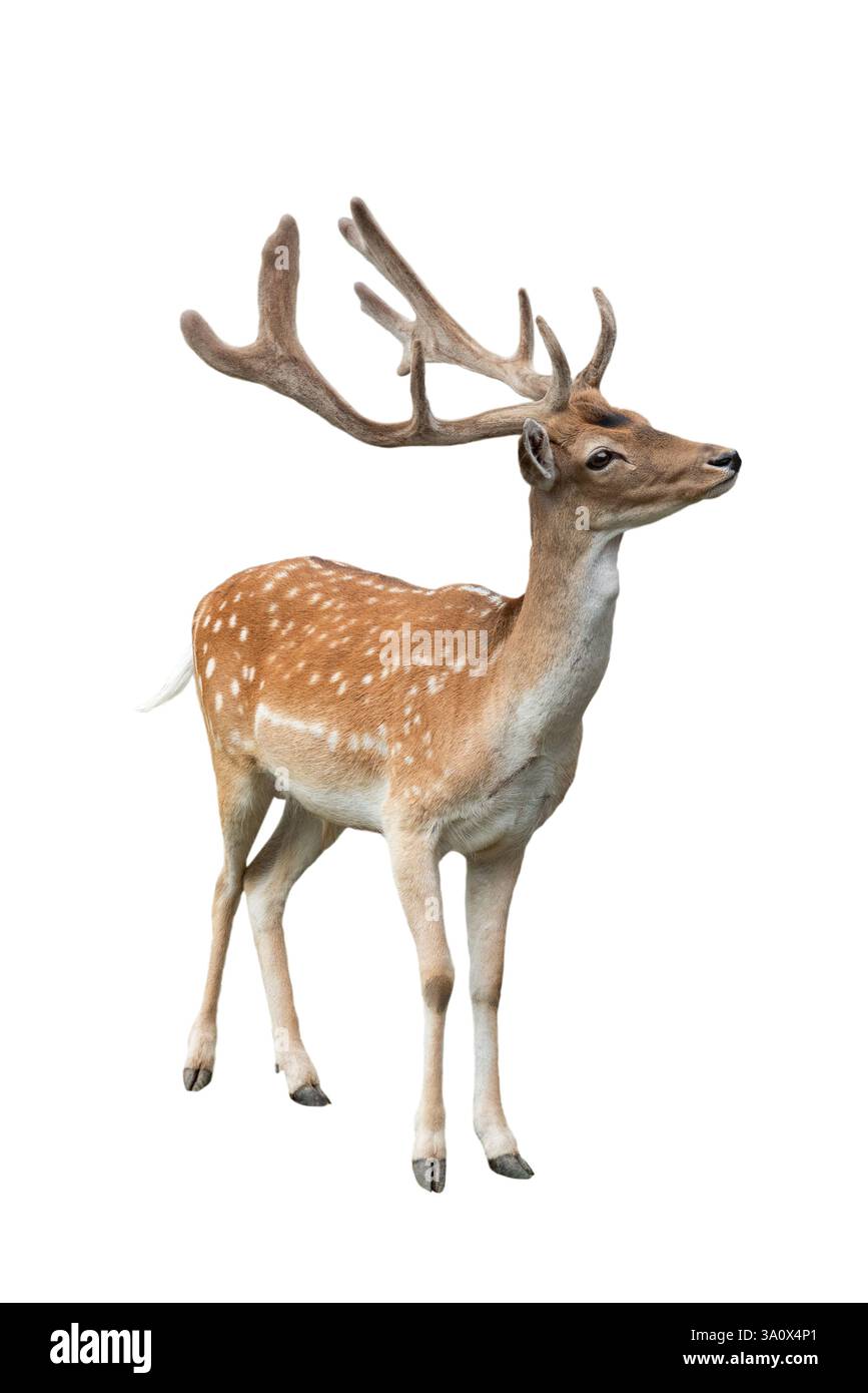 male european fallow deer isolated on a white background Stock Photo ...
