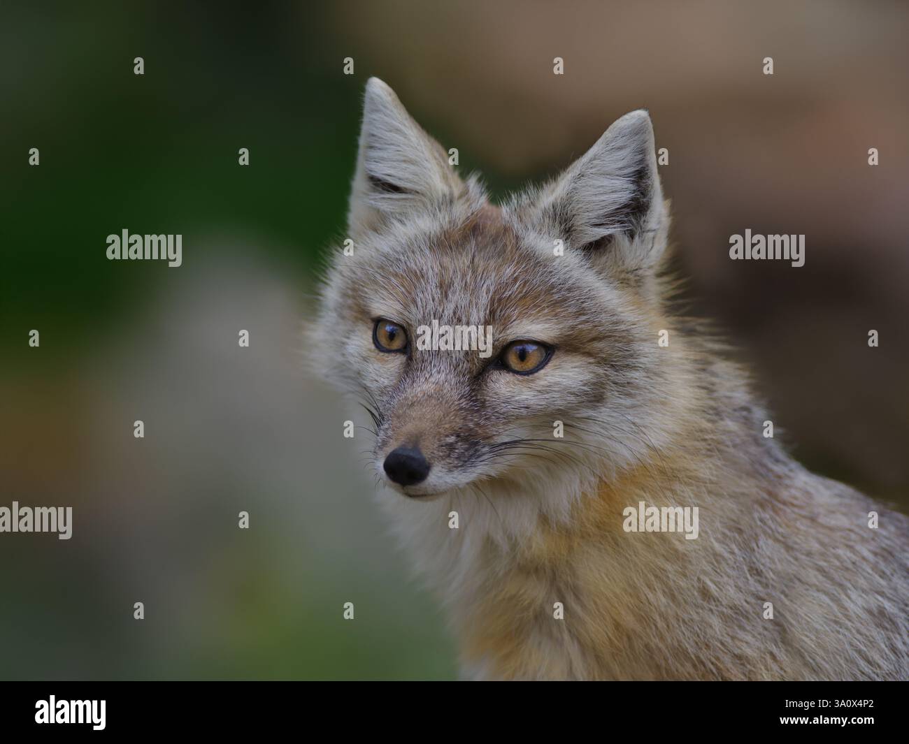 Steppe fox (vulpes corsac) hi-res stock photography and images - Alamy