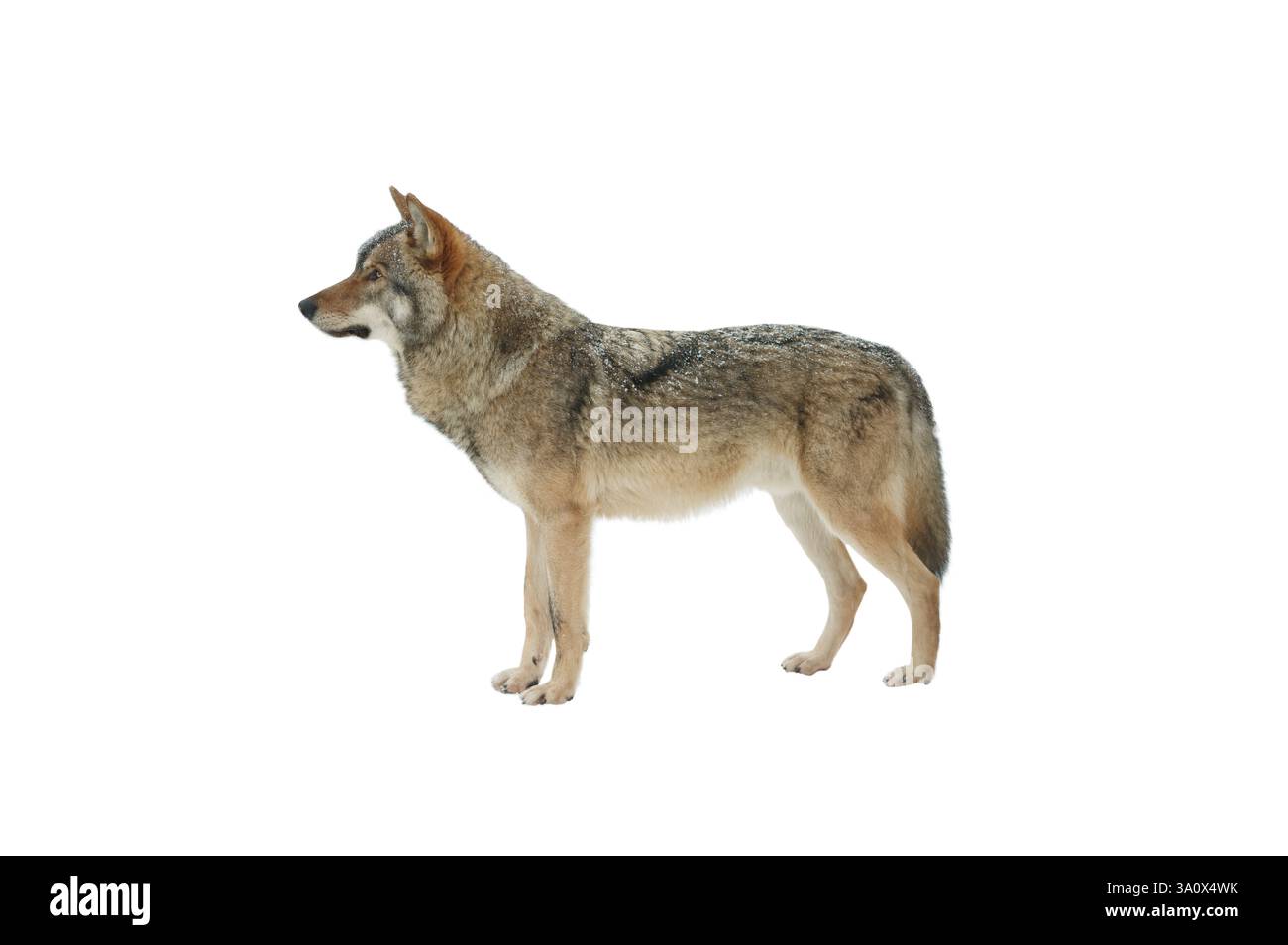 Wolf in winter on Cut Out Stock Images & Pictures - Alamy