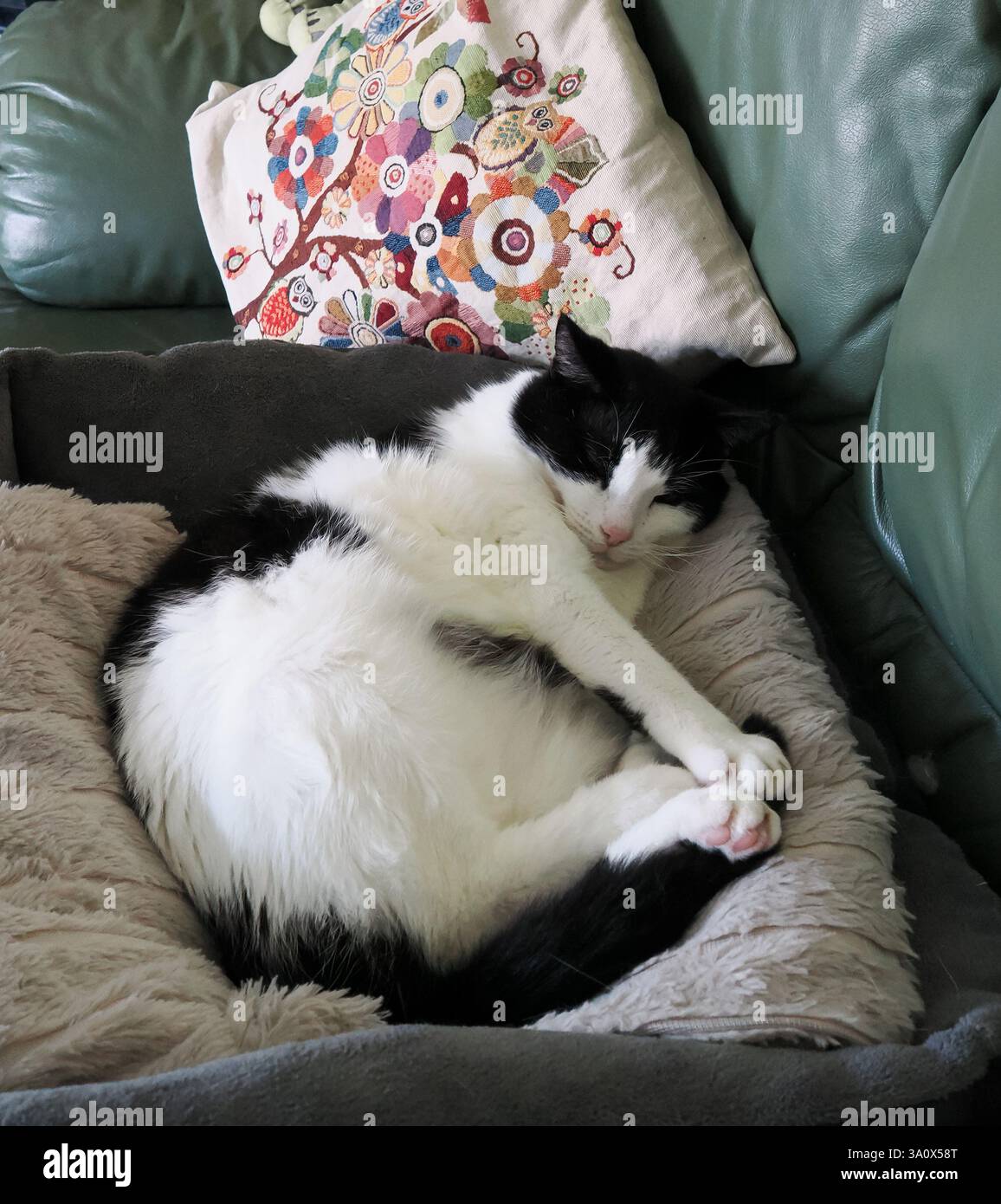 Mature white and black male cat resting in a comfortable cat bed on a ...