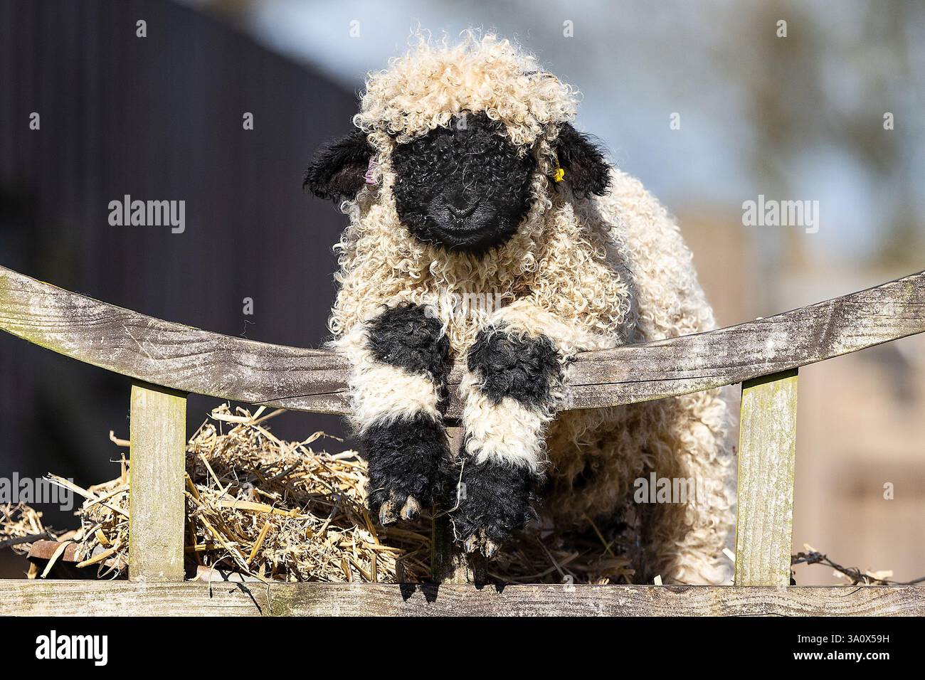 Pic by Mark Passmore. 04/03/2025. Cuteness Overload… The world’s cutest ...