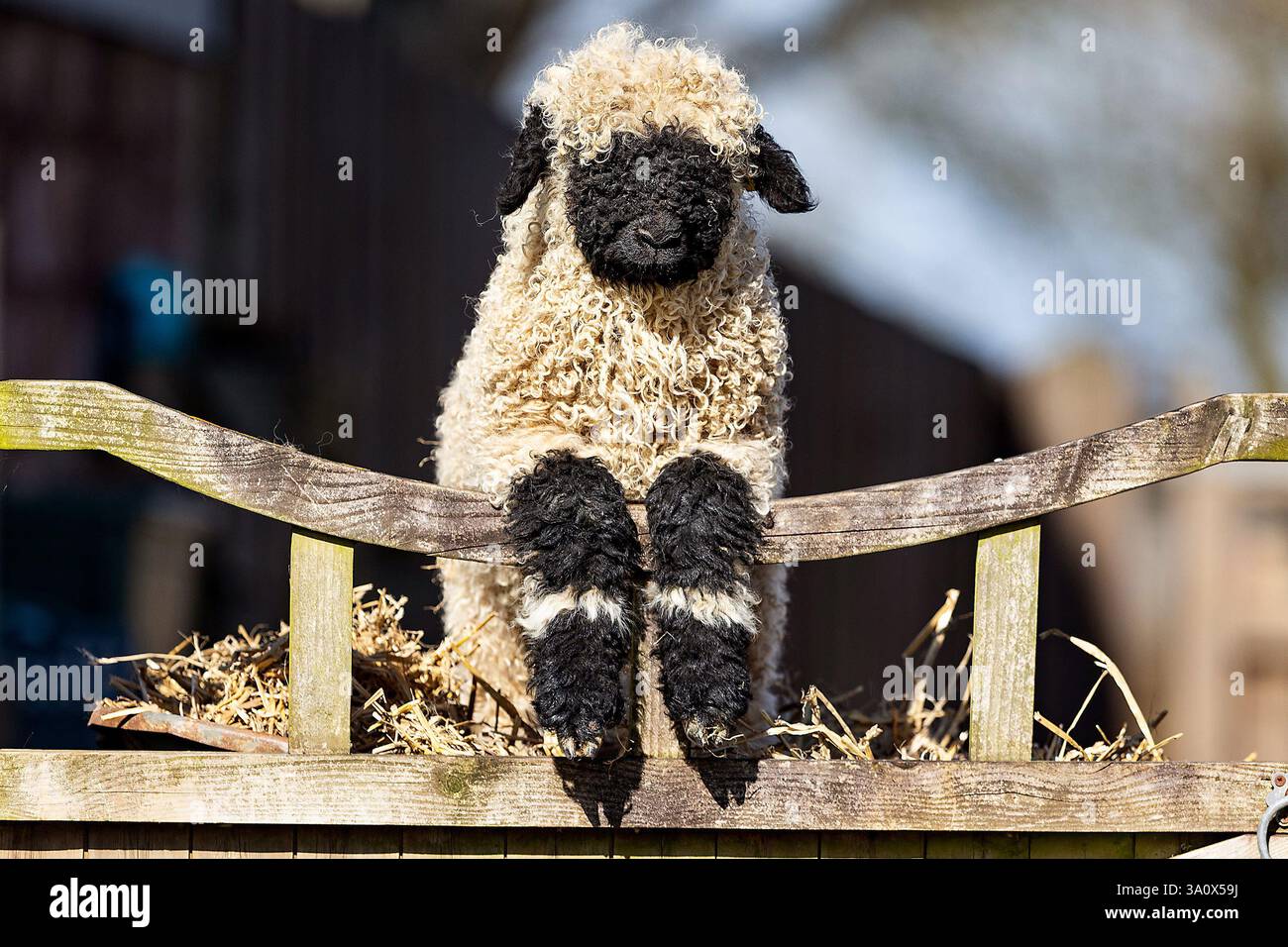 Pic by Mark Passmore. 04/03/2025. Cuteness Overload… The world’s cutest ...