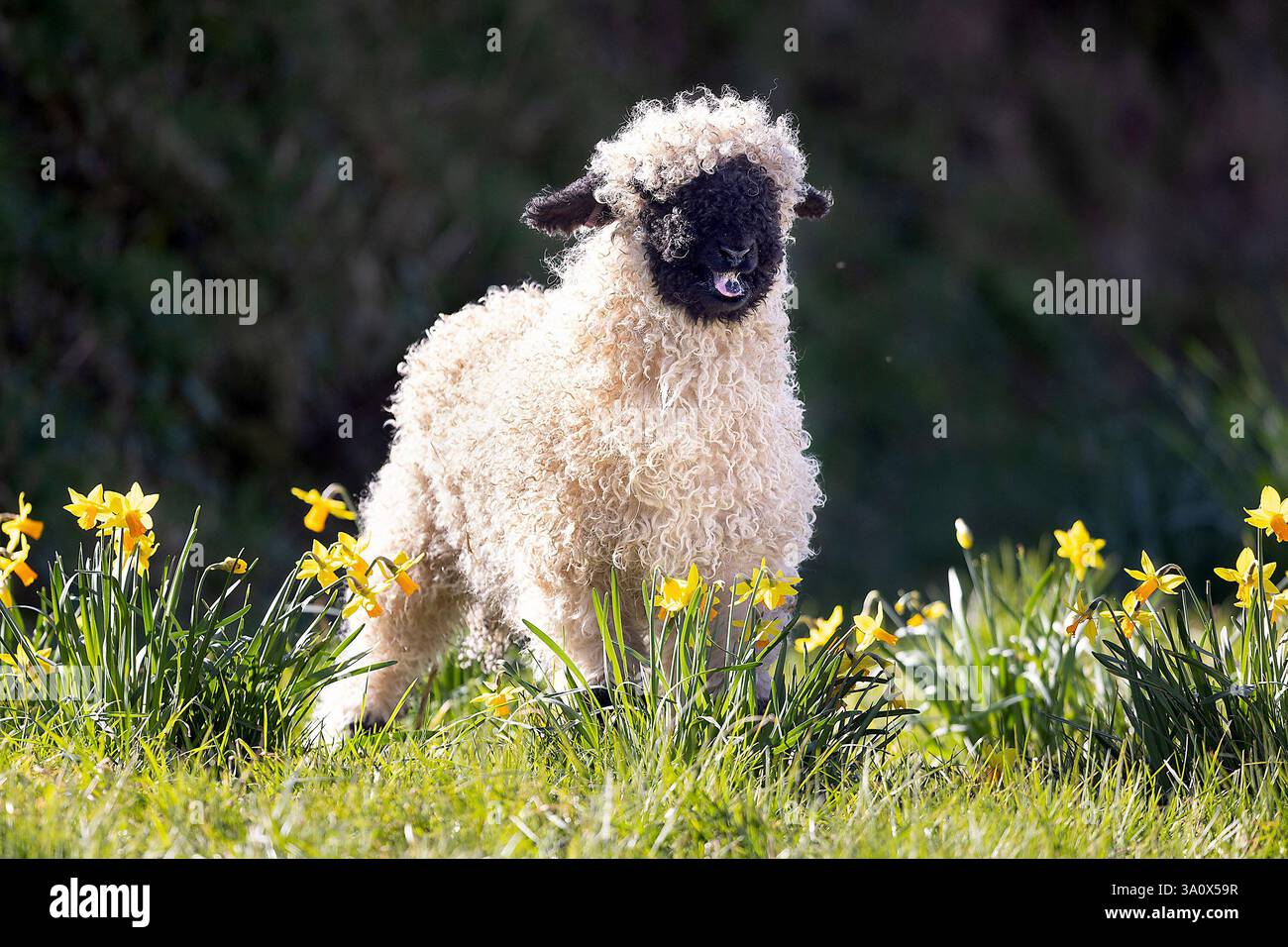 Pic by Mark Passmore. 04/03/2025. Cuteness Overload… The world’s cutest ...