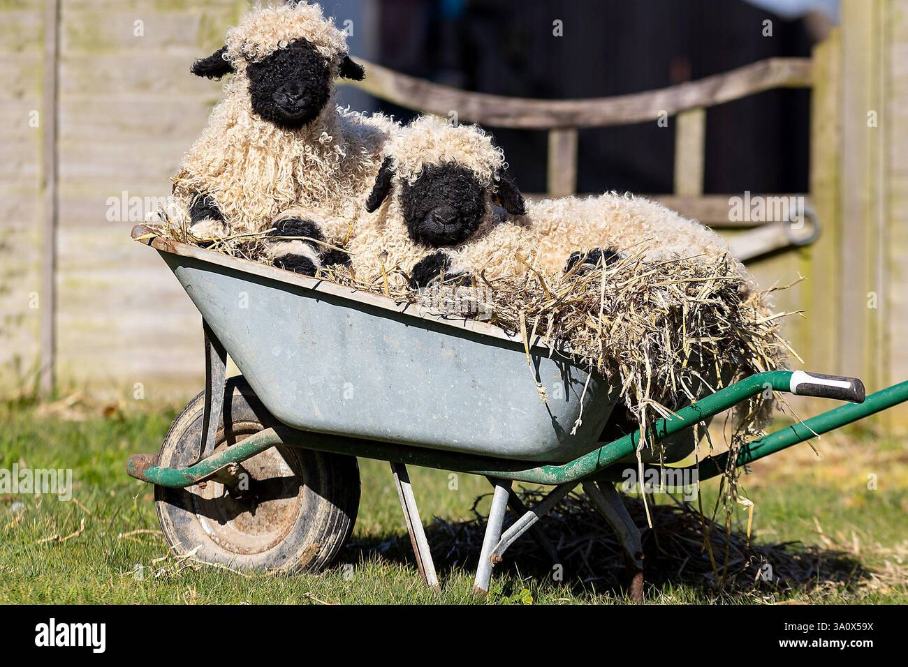 Pic by Mark Passmore. 04/03/2025. Cuteness Overload… The world’s cutest ...