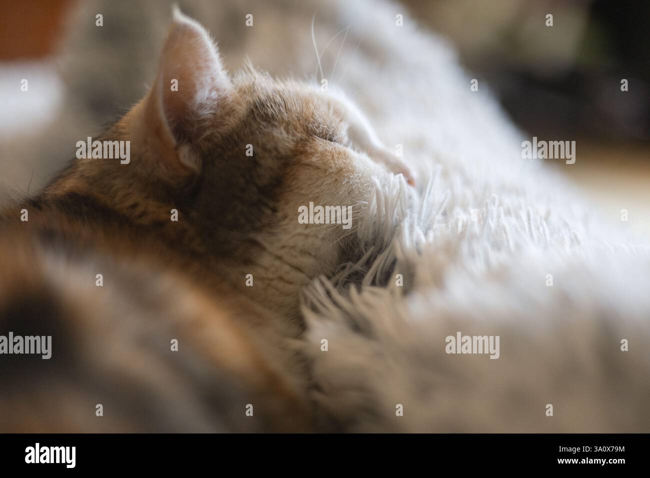 Cute cat sleeping on a blanket Stock Photo - Alamy