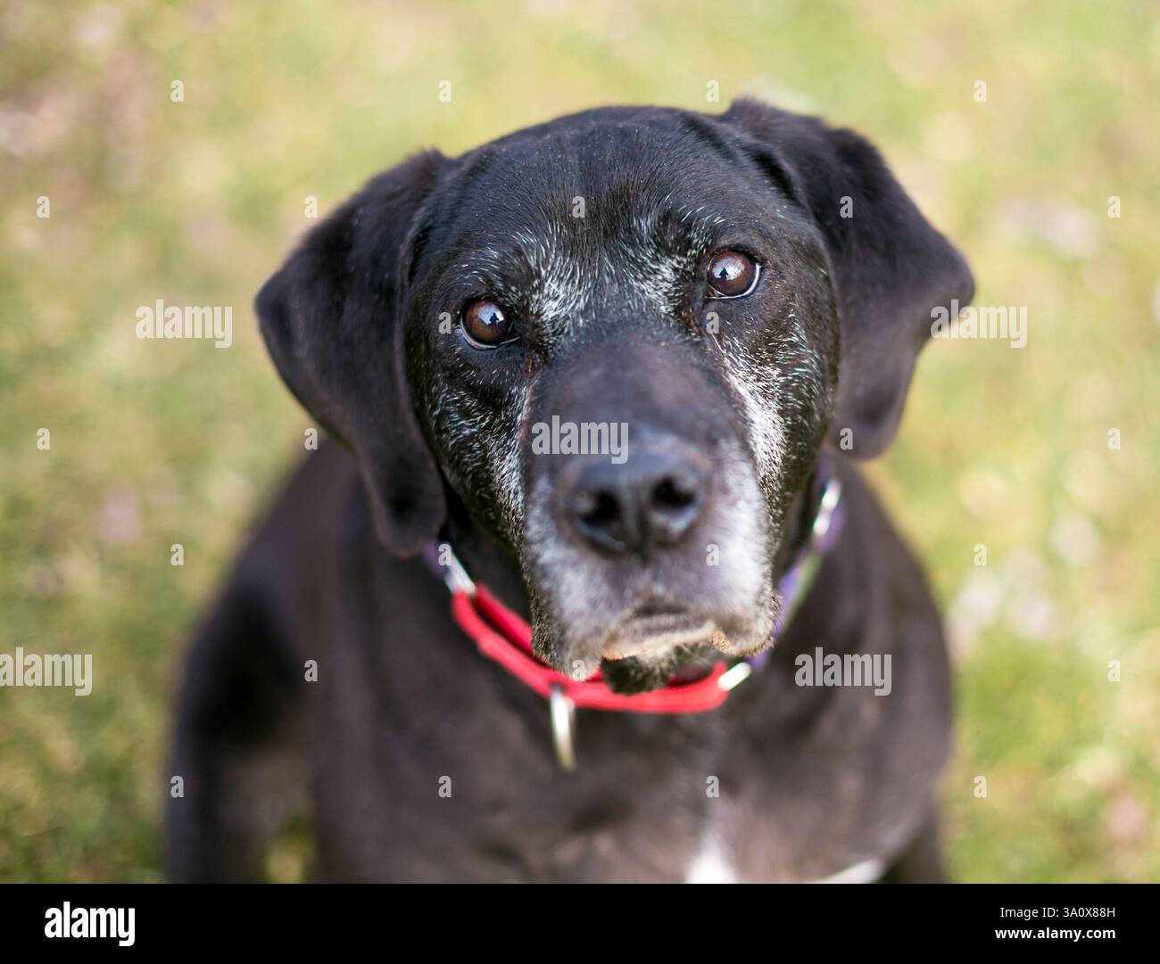 A senior black Retriever mixed breed dog with gray fur on its face ...