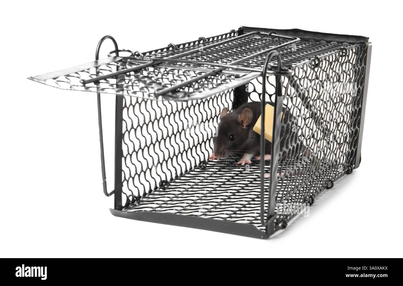 Rat in metal mouse trap on white background Stock Photo - Alamy