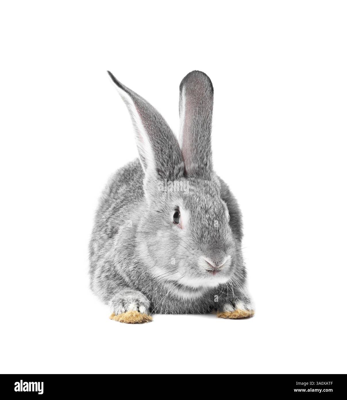 Fluffy grey rabbit on white background. Cute pet Stock Photo - Alamy