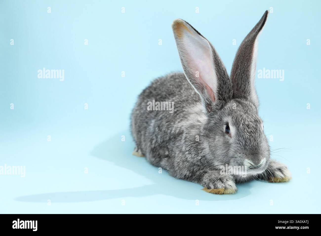Fluffy grey rabbit on light blue background, space for text Stock Photo ...