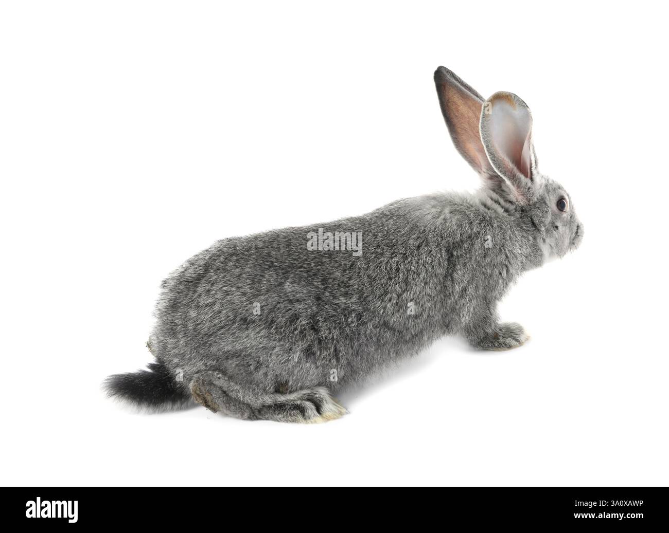 Fluffy grey rabbit on white background. Cute pet Stock Photo - Alamy