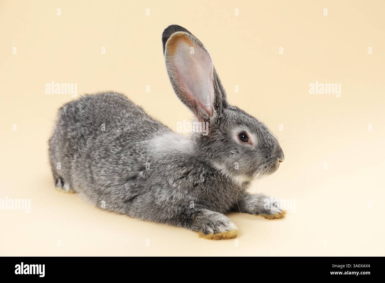 Fluffy grey rabbit on beige background. Cute pet Stock Photo - Alamy