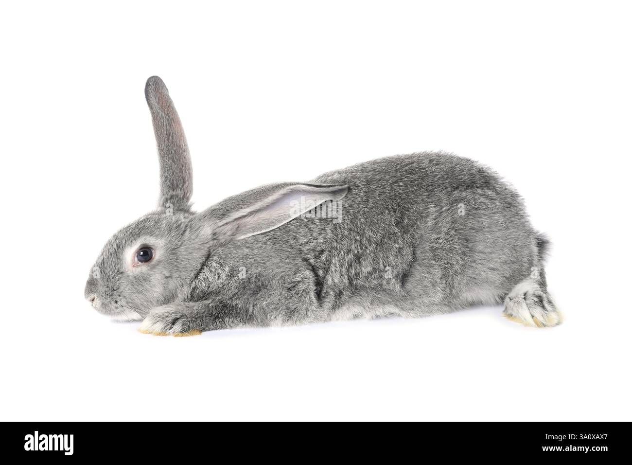Fluffy grey rabbit on white background. Cute pet Stock Photo - Alamy