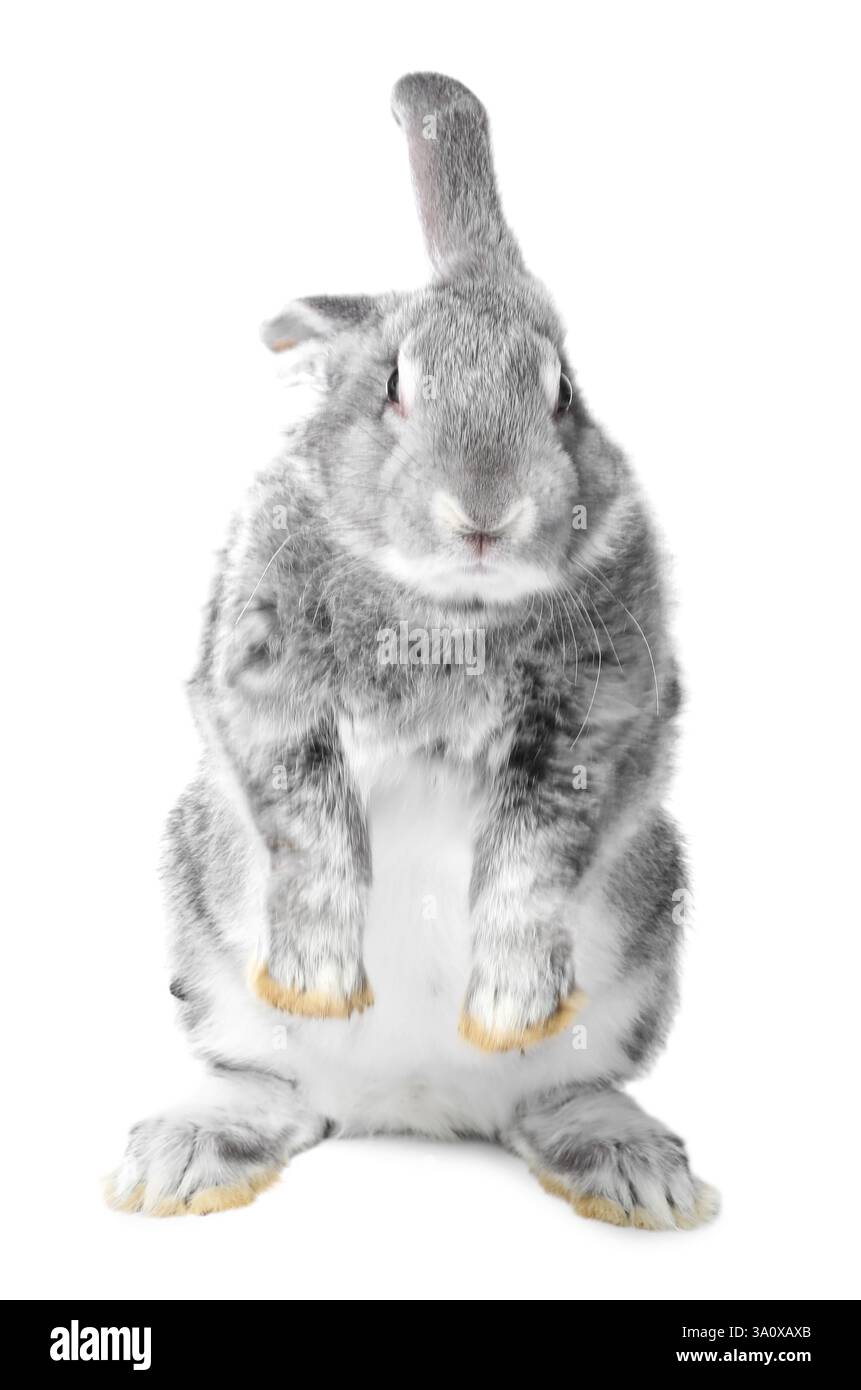 Fluffy grey rabbit on white background. Cute pet Stock Photo - Alamy