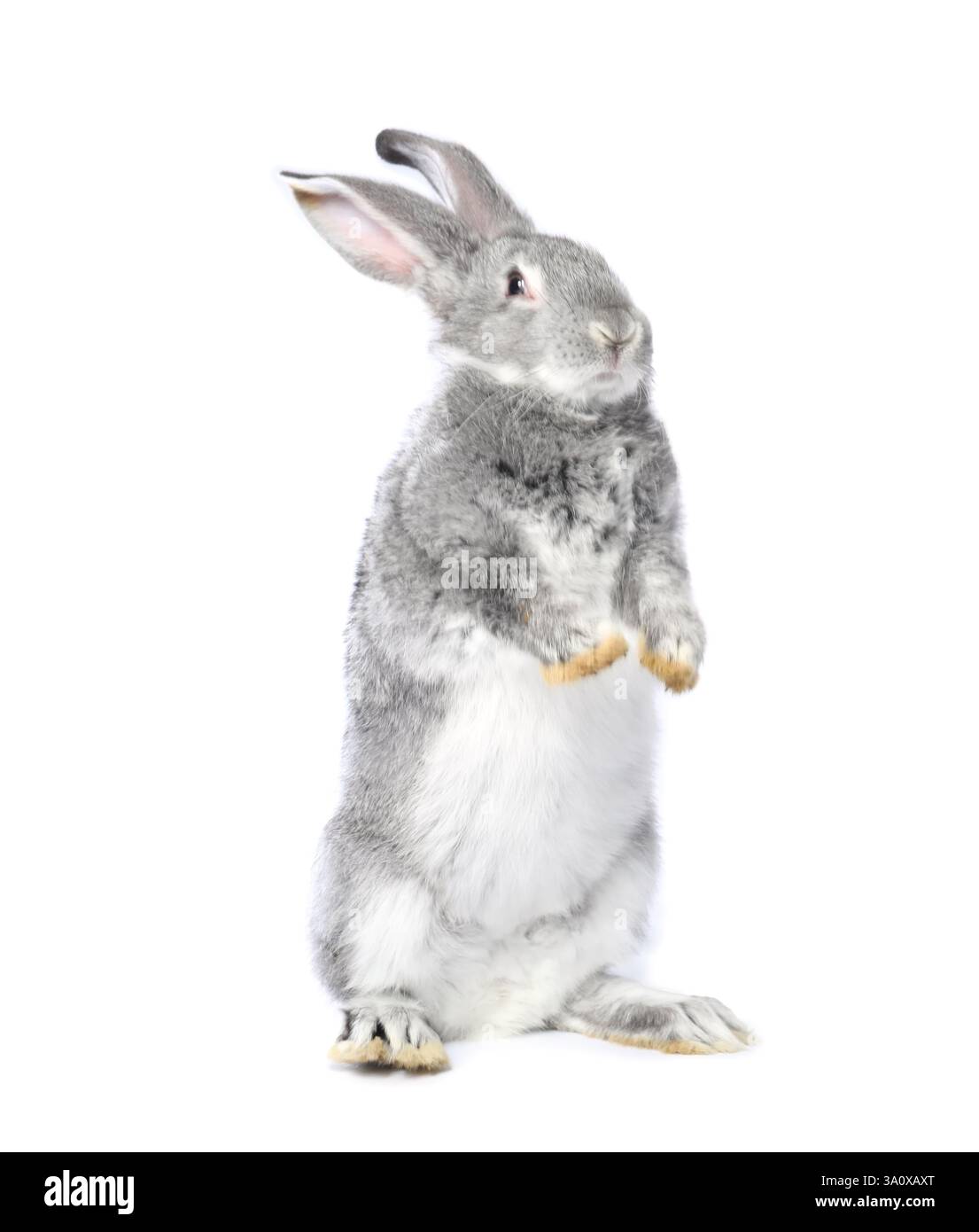 Fluffy grey rabbit on white background. Cute pet Stock Photo - Alamy
