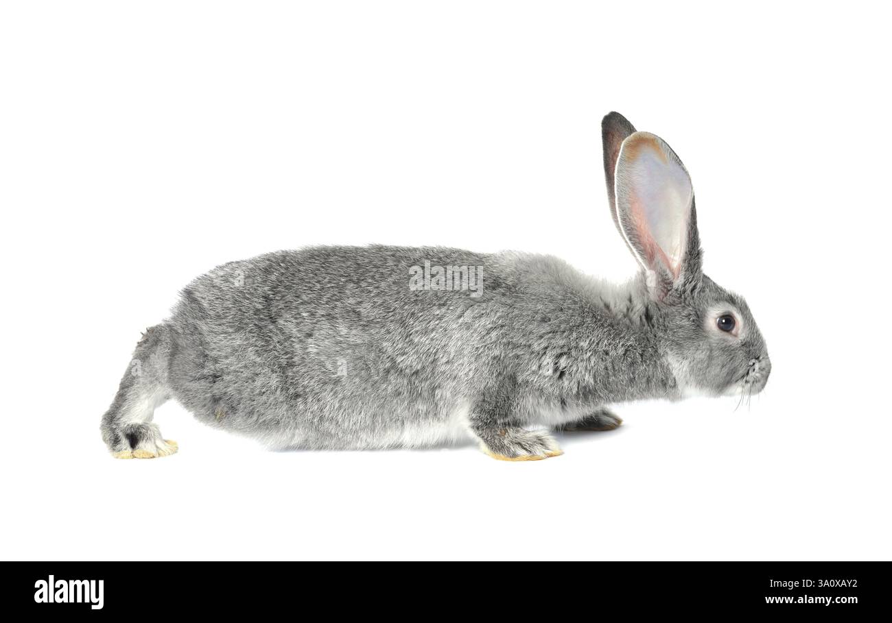 Fluffy grey rabbit on white background. Cute pet Stock Photo - Alamy