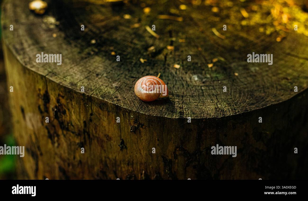 Fresh small shells hi-res stock photography and images - Alamy