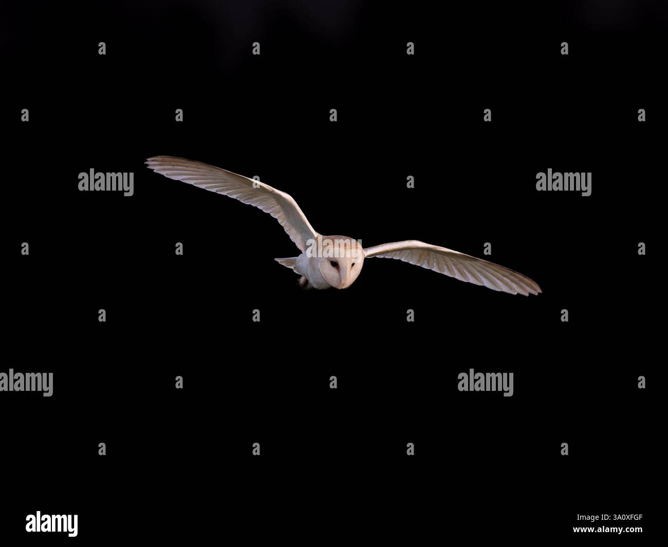 Barn owl in nest box uk hi-res stock photography and images - Alamy