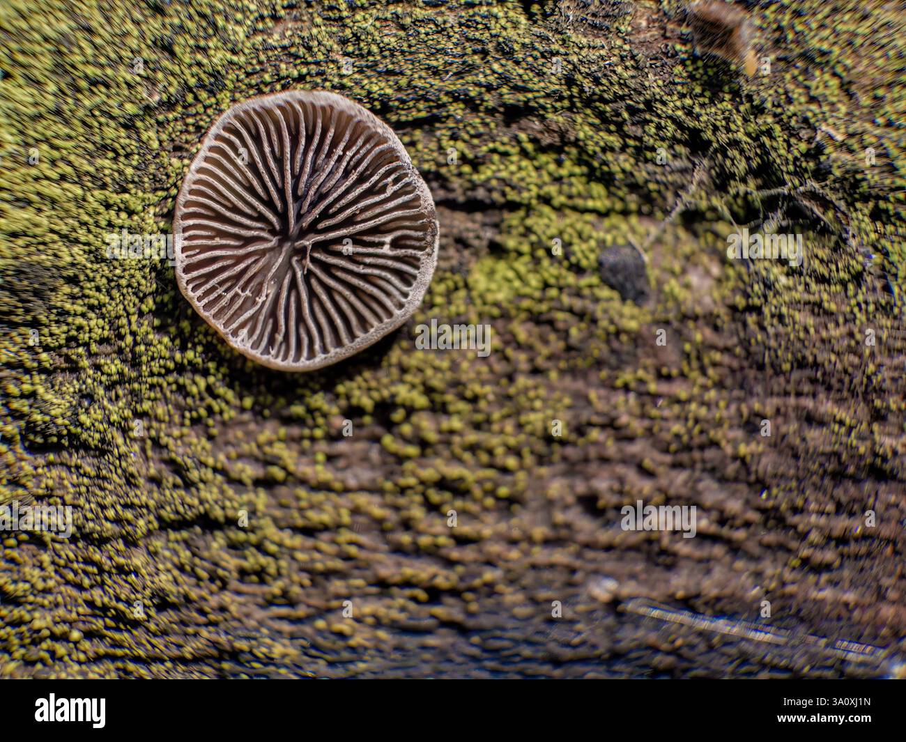 Macro photography of the gills of a tiny fungus growing on a log ...