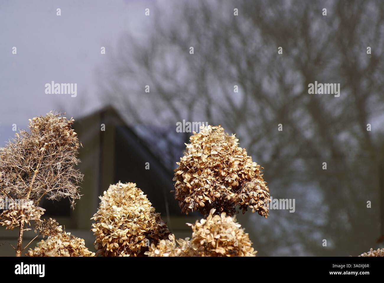 Close up withered flowers of Hydrangea (Hydrangea paniculata limelight ...