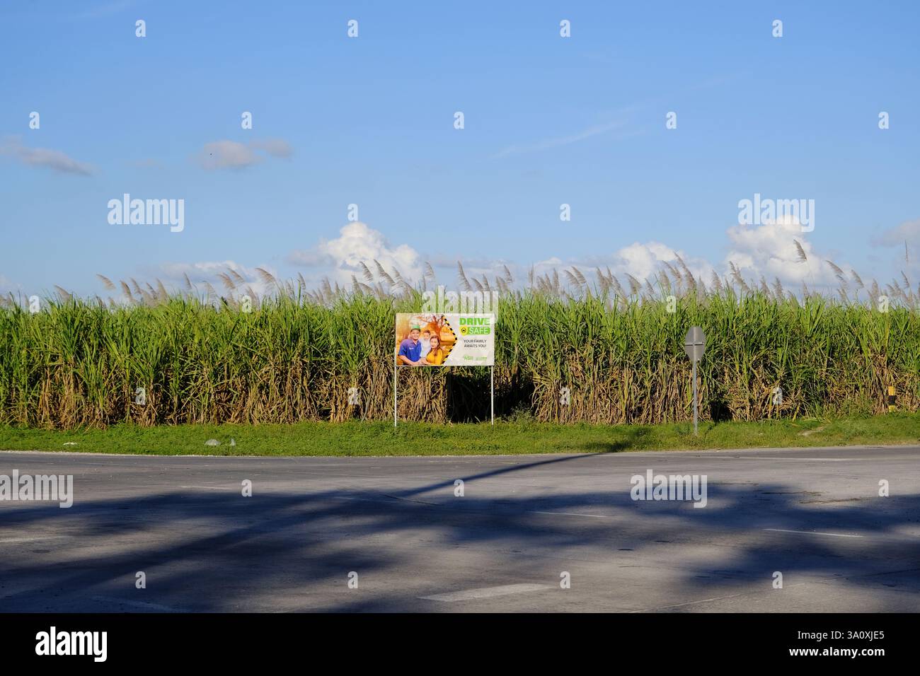 The sugarcane field belongs to ASR Group international and Belize Sugar ...