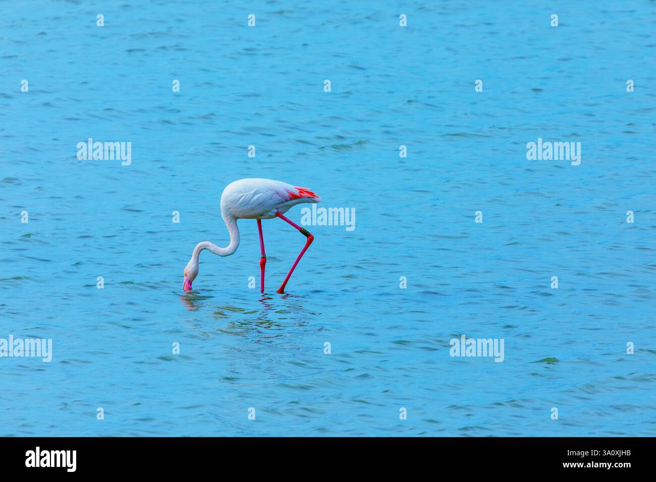 Flamingo fishing, Vendicari, Noto Valley, Sicily, Italy Stock Photo - Alamy