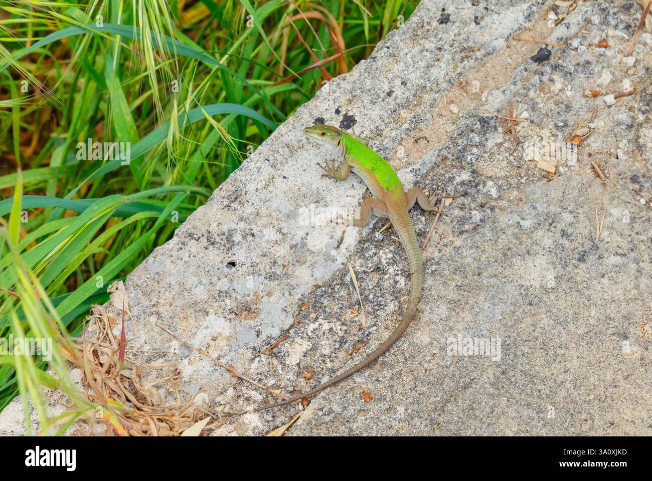 Sicilian wall lizard (Lacerta wagleriana) sitting on a rock, Vendicari ...