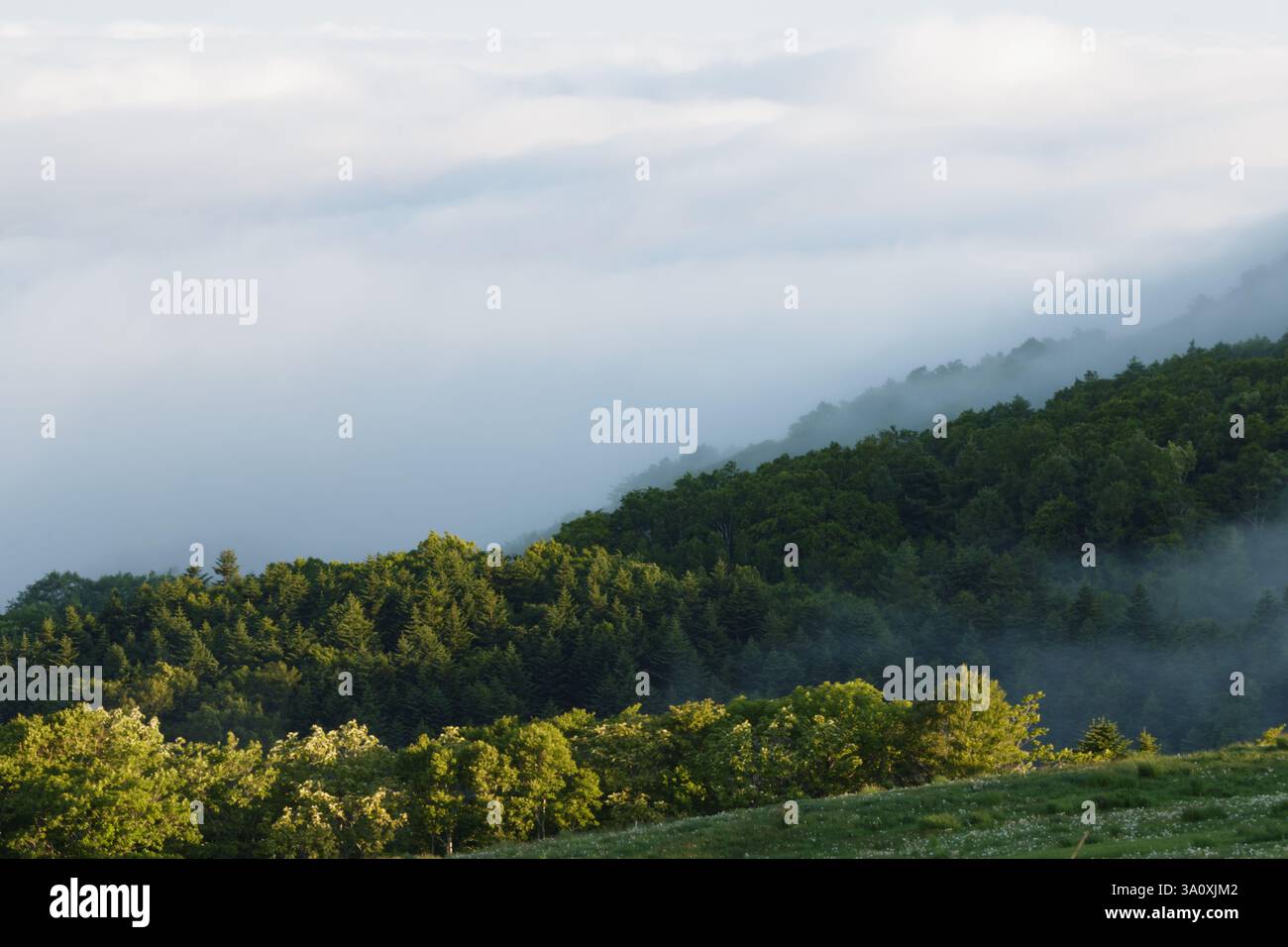 Lush green landscape woodland background with cloud inversion in sky ...