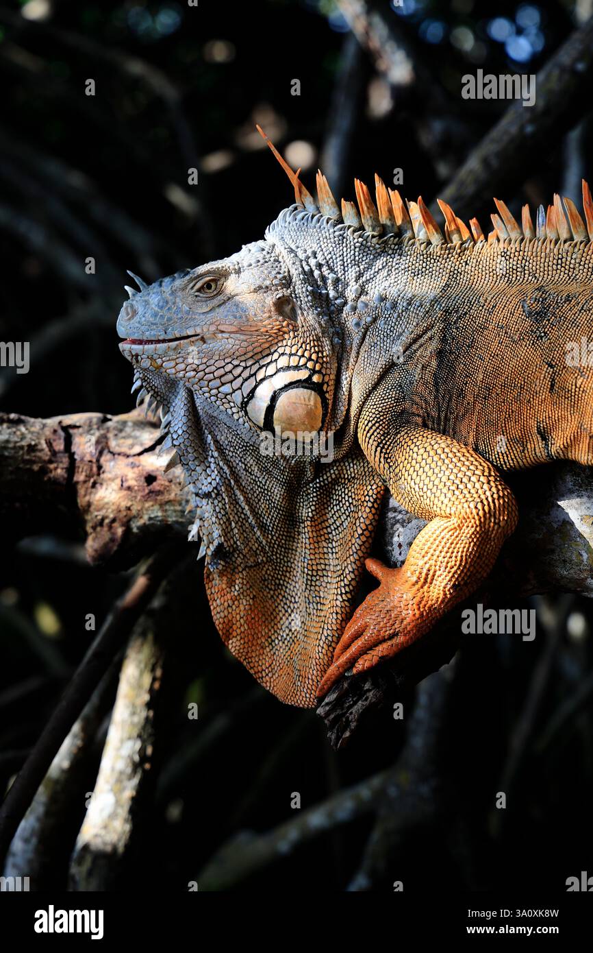 A closed up view of a large iguana on the tree of a mangrove forest in ...