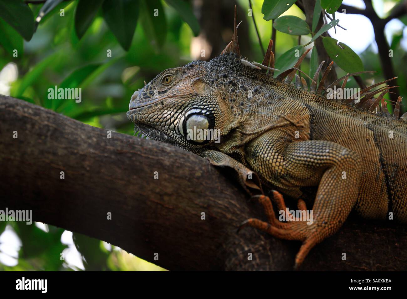 Belizean iguana belizean iguanas hi-res stock photography and images ...